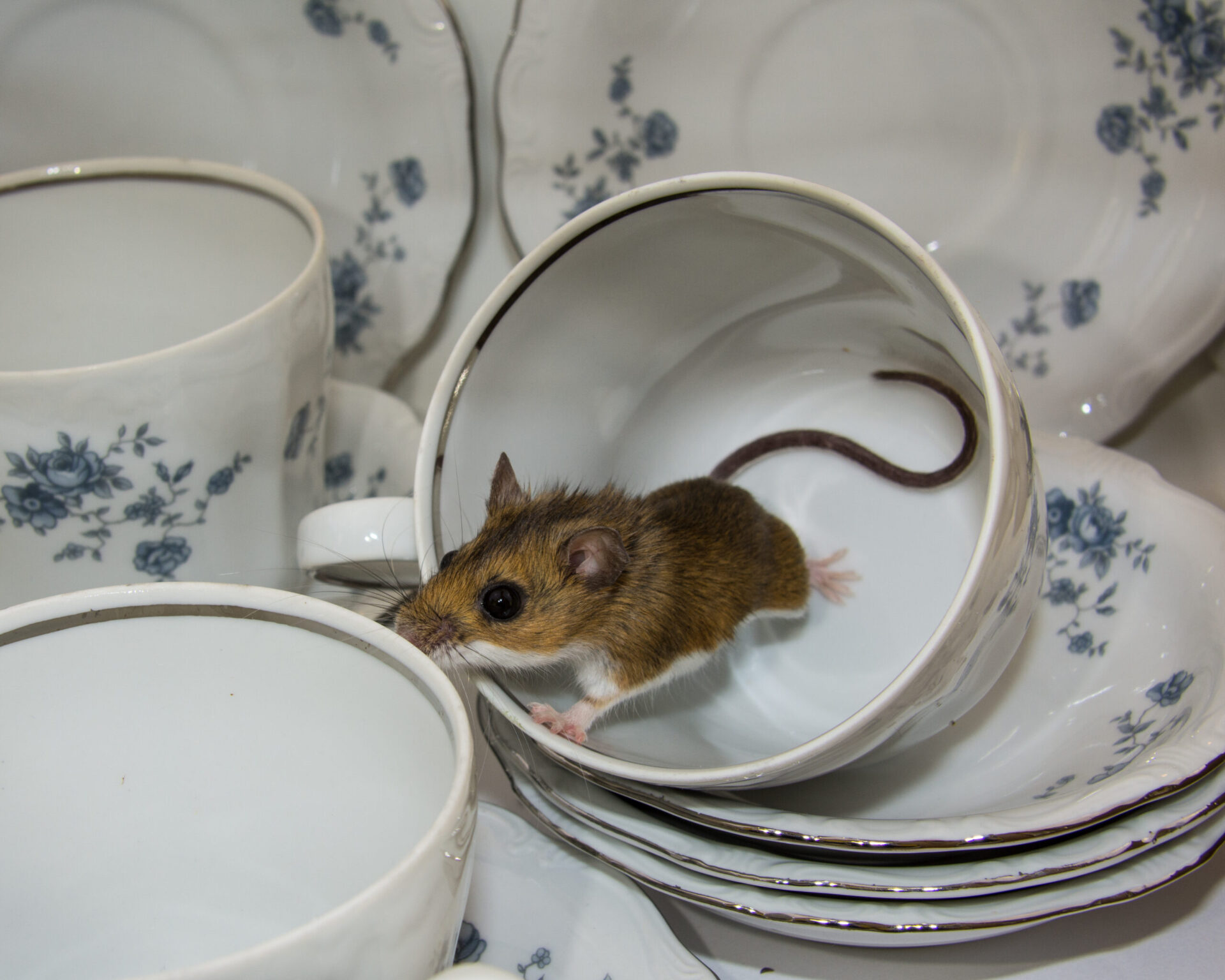 Mice Facts and Information: What You Should Know | USX Pest